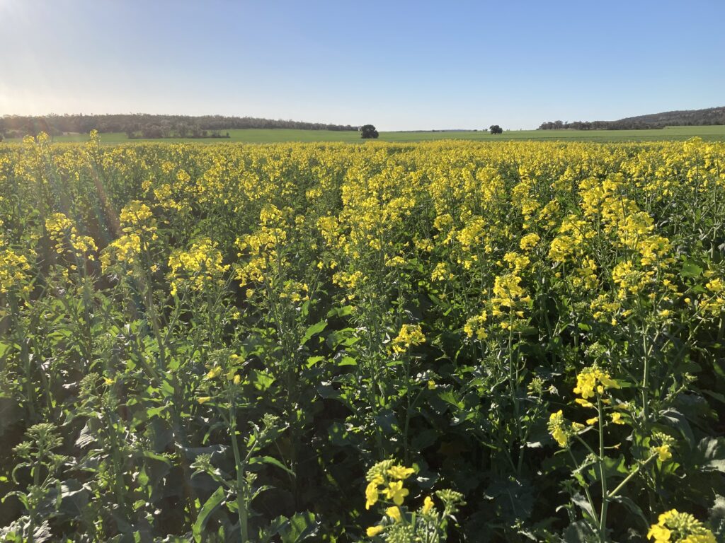 Research Projects | Ag Grow Agronomy & Research